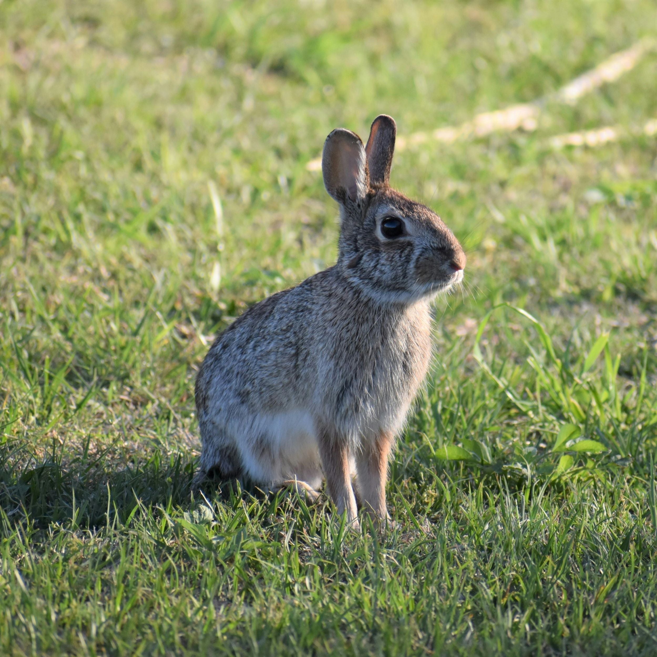 Hanging Rabbit Feeder: The Programmable Automatic Feeding Solution for ...